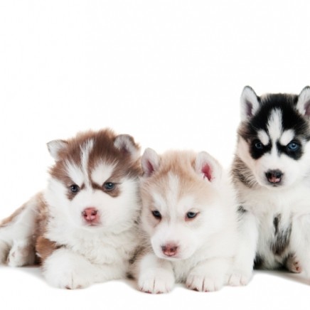 Što znate o haskiju? Pročitajte više o ovom veličanstvenom psiću