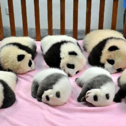 Jeste li ikada vidjeli nešto ovako divno? Bebe pande